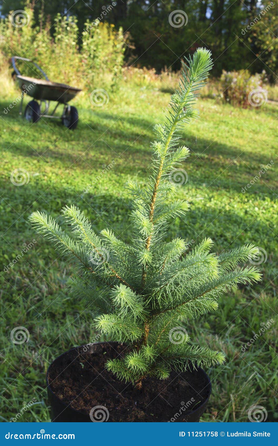 Grantree arkivfoto. Bild av brigham, natur, skarpt, skog - 11251758