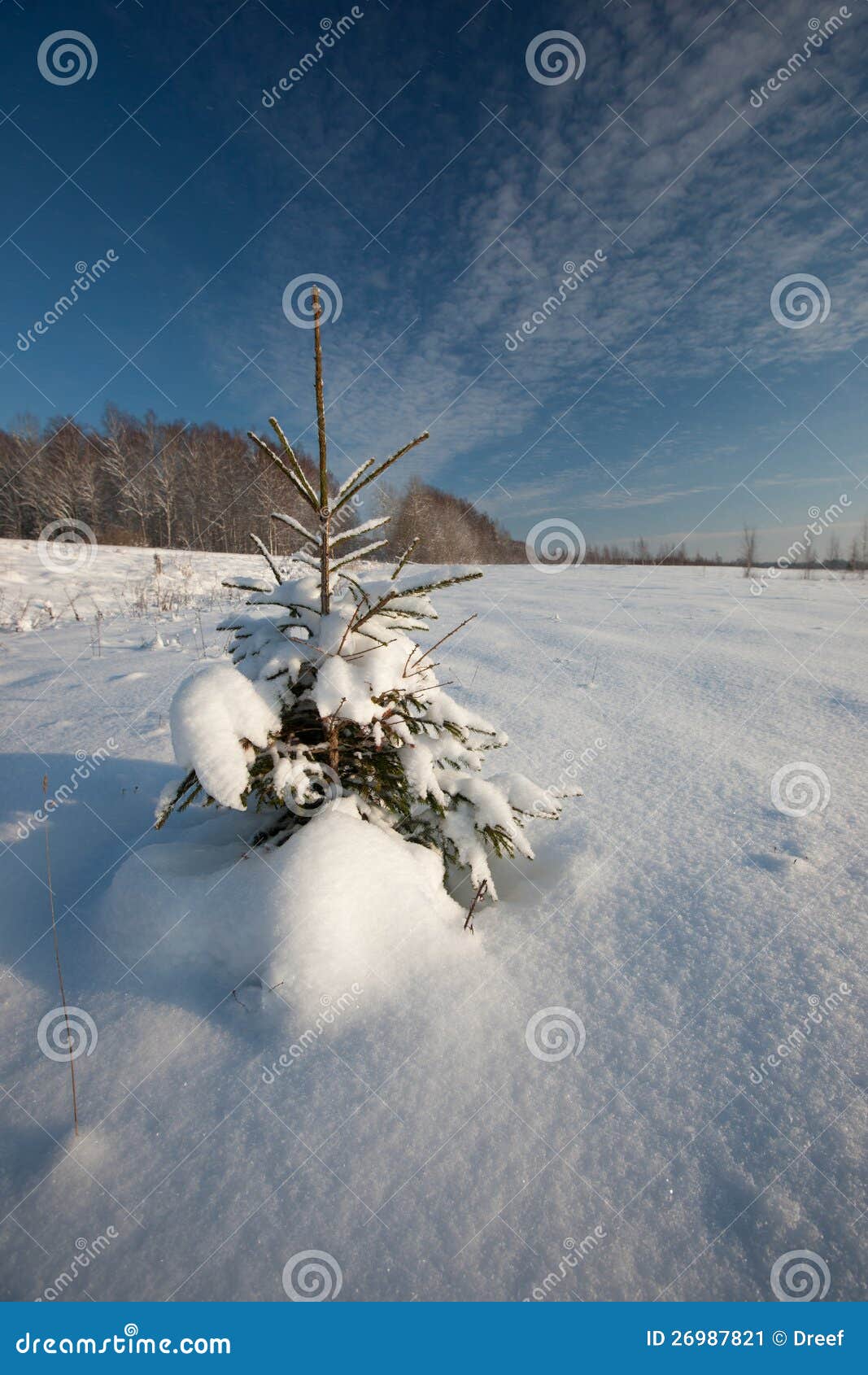 Grantree fotografering för bildbyråer. Bild av lampa - 26987821