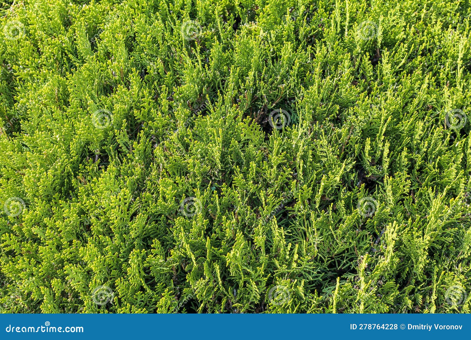 Granular Material, Solid Wood with a Structural Surface for Design ...