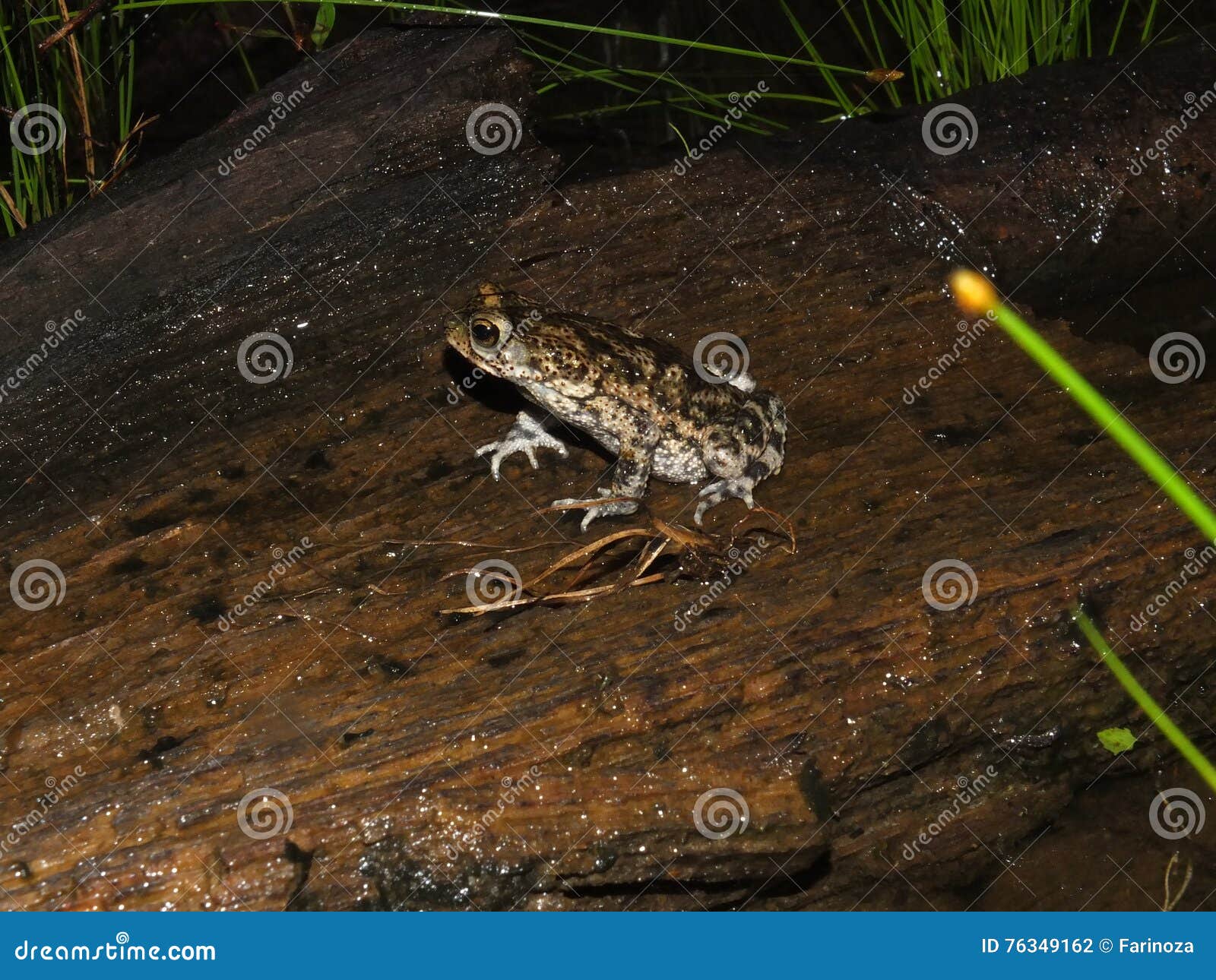 Granular toad at night stock photo. Image of nature, jungle - 76349162