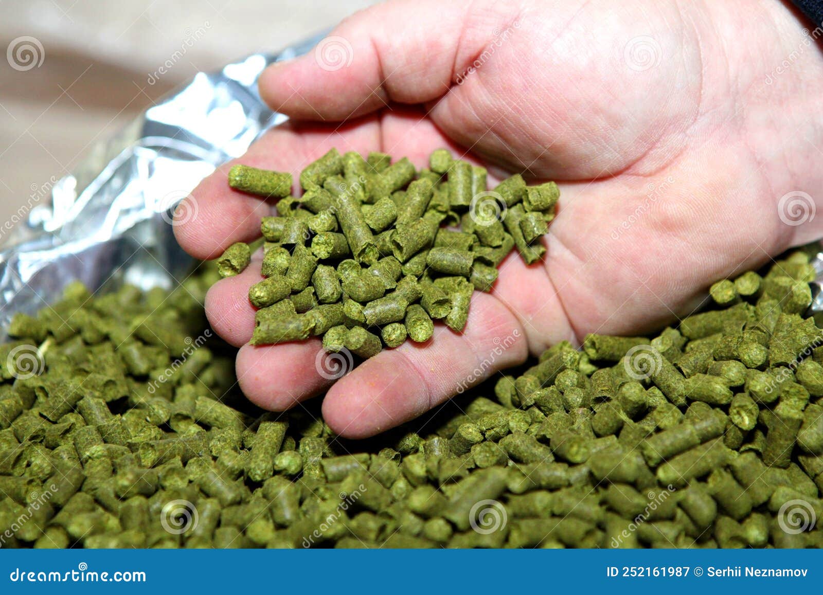 Granulated Hops in the Hands of a Man. Substrate for the Production of ...