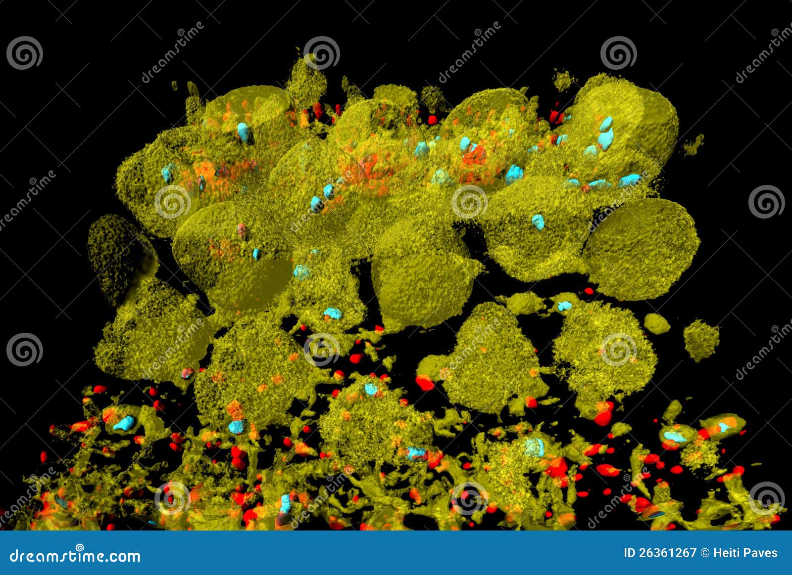 Granuli Del Coregone Lavarello in Antera Illustrazione di Stock ...