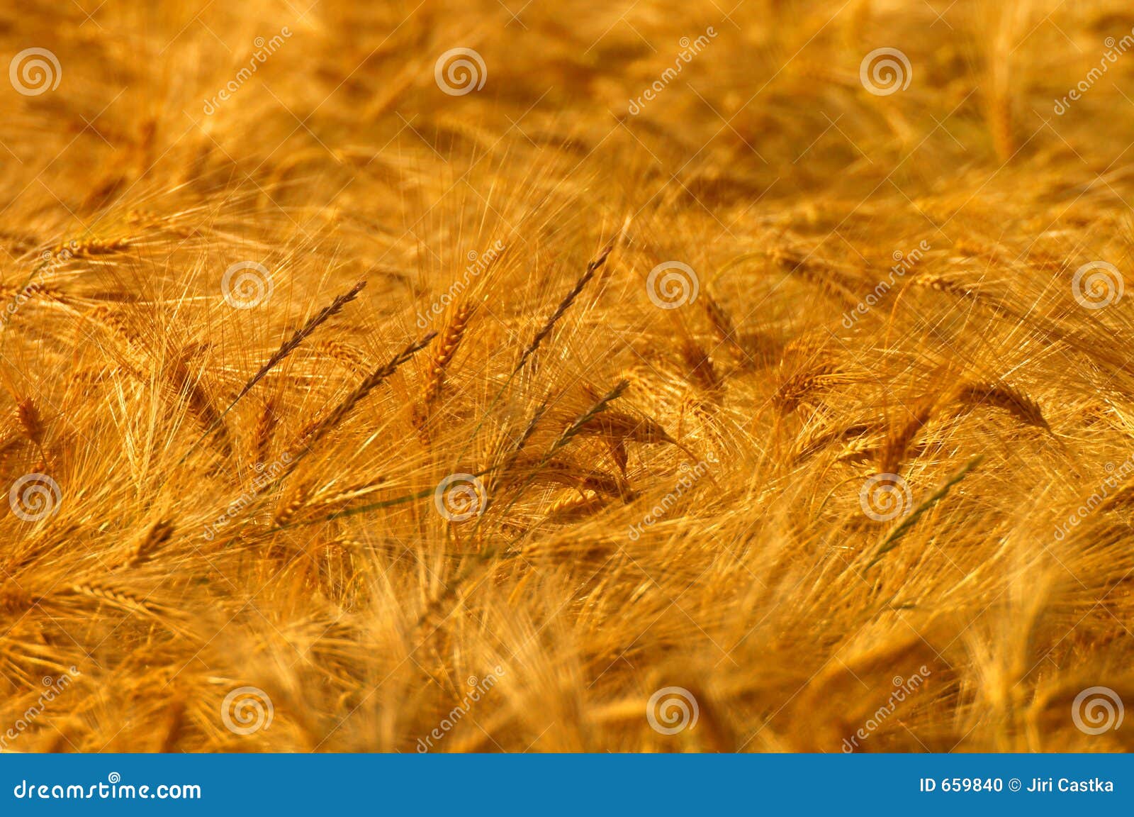 Granulo fotografia stock. Immagine di campo, raccolta, grano - 659840