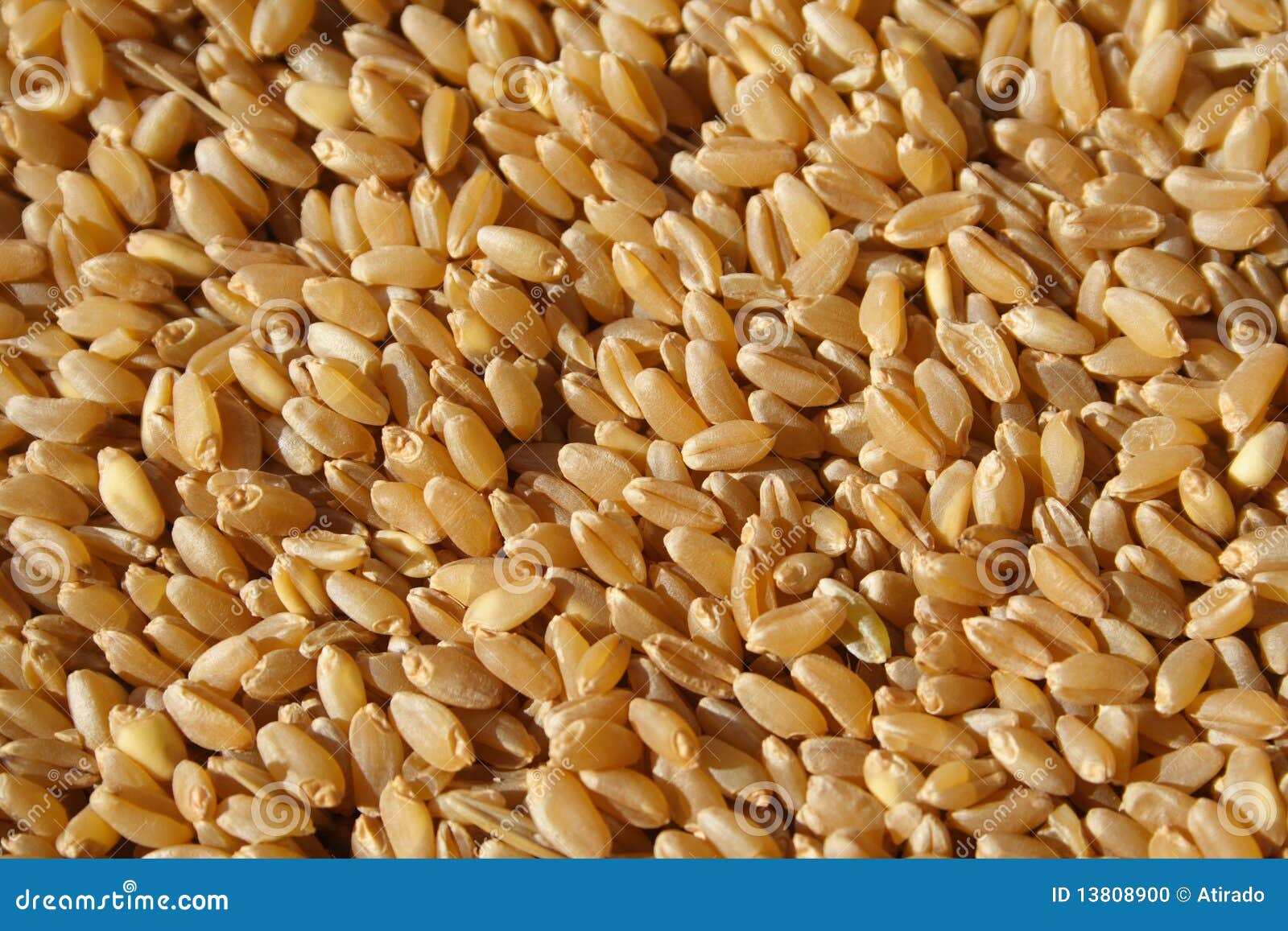 Granulo del frumento fotografia stock. Immagine di alimento - 13808900