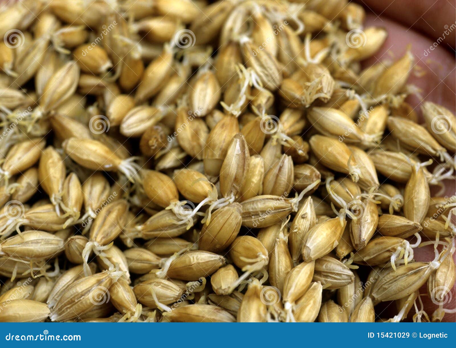 Granulo del malto immagine stock. Immagine di benna, industria - 15421029