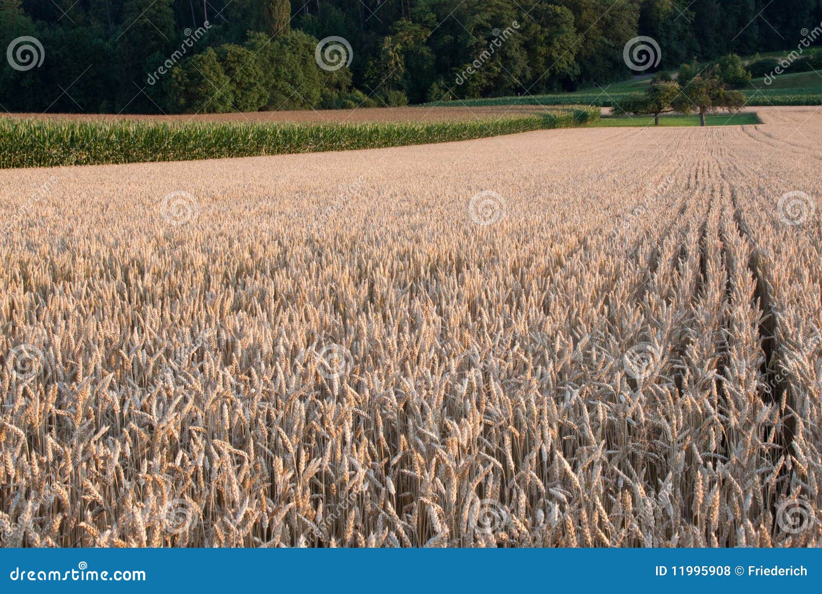 Granulo e cereale fotografia stock. Immagine di campi - 11995908