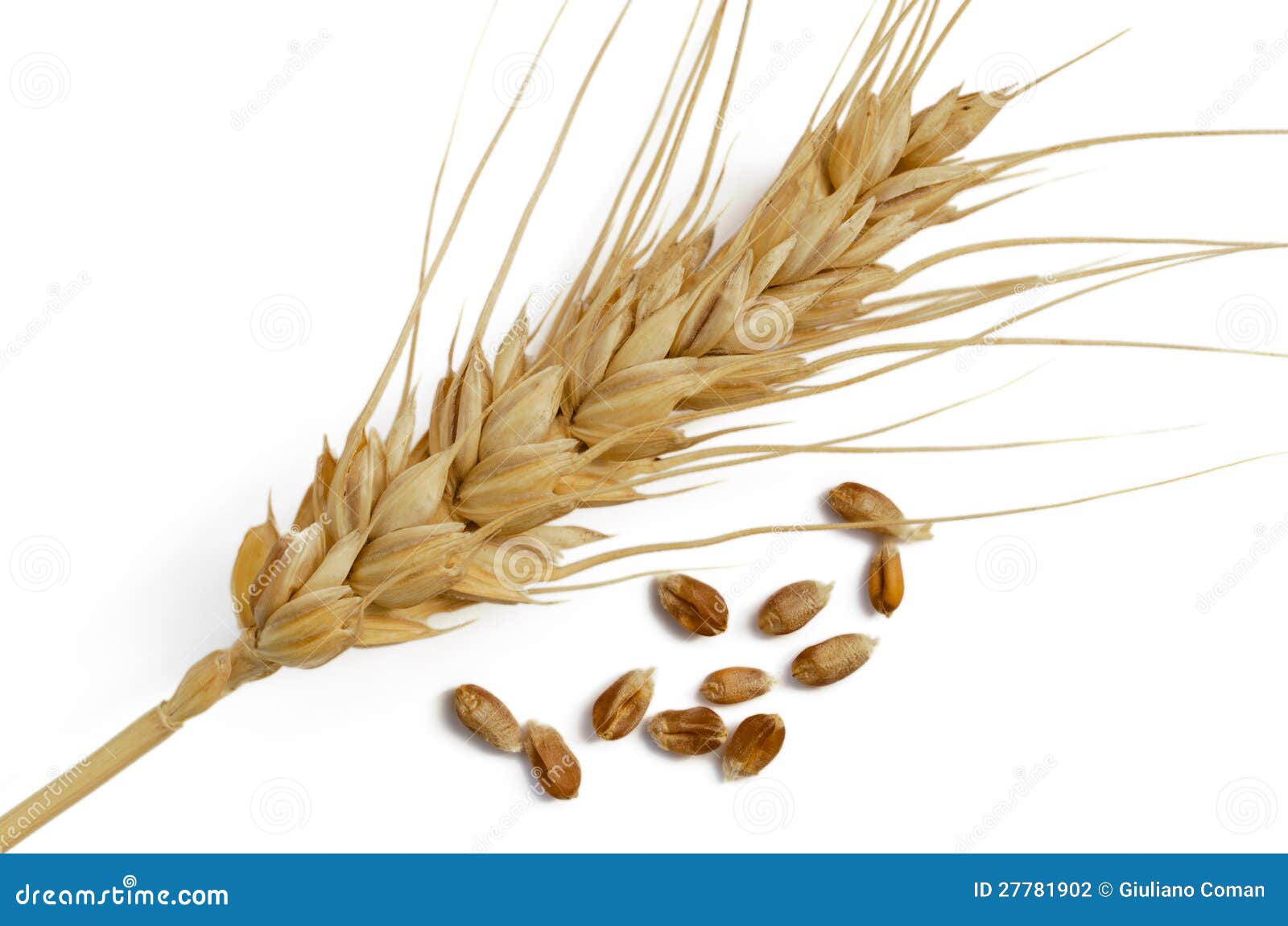 Granulo Ed Orecchio Del Frumento Fotografia Stock - Immagine di ...