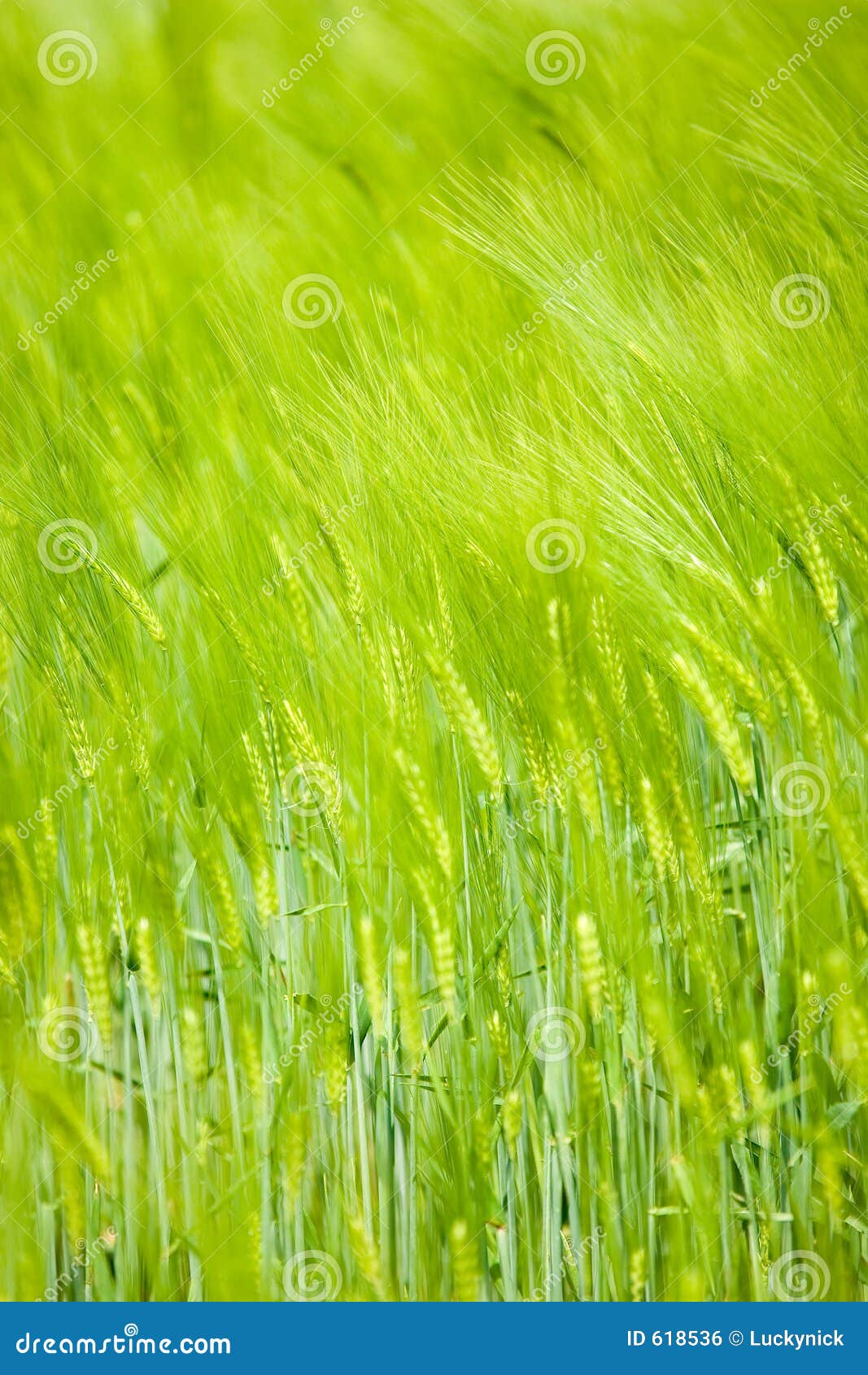 Granulo file fotografia stock. Immagine di grano, agricoltura - 618536