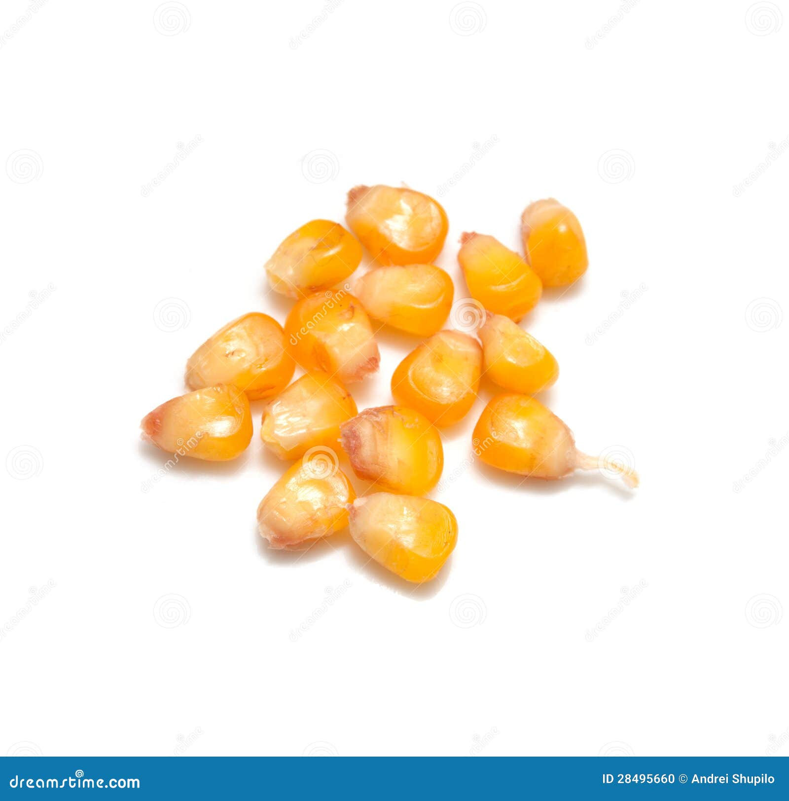 Granulo giallo del cereale fotografia stock. Immagine di geneticamente ...