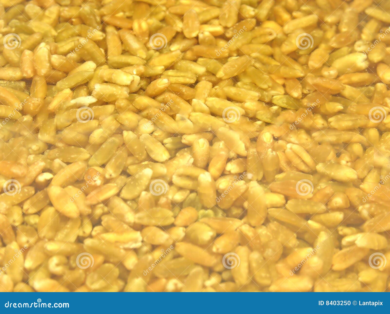 Granulo Ortografato Non Maturo Innaffiato Fotografia Stock - Immagine ...