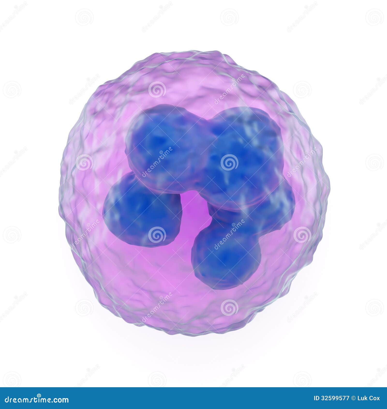 Granulocyte ilustração stock. Ilustração de isolado, microbiologia ...