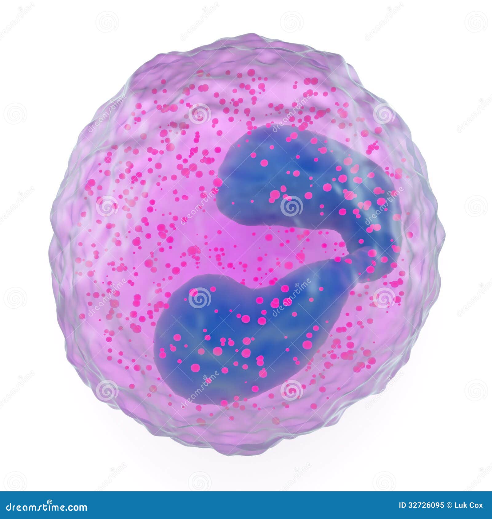Granulocyte Del Eosinófilo Foto de archivo libre de regalías - Imagen ...