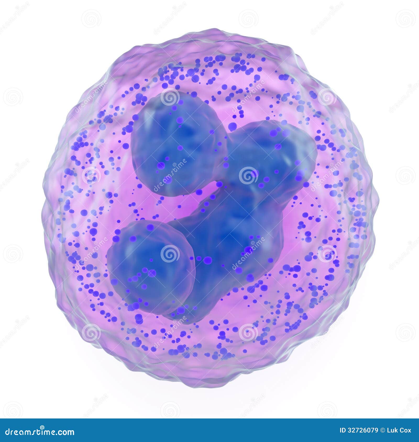 Granulocyte do basófilo ilustração stock. Ilustração de grânulos - 32726079