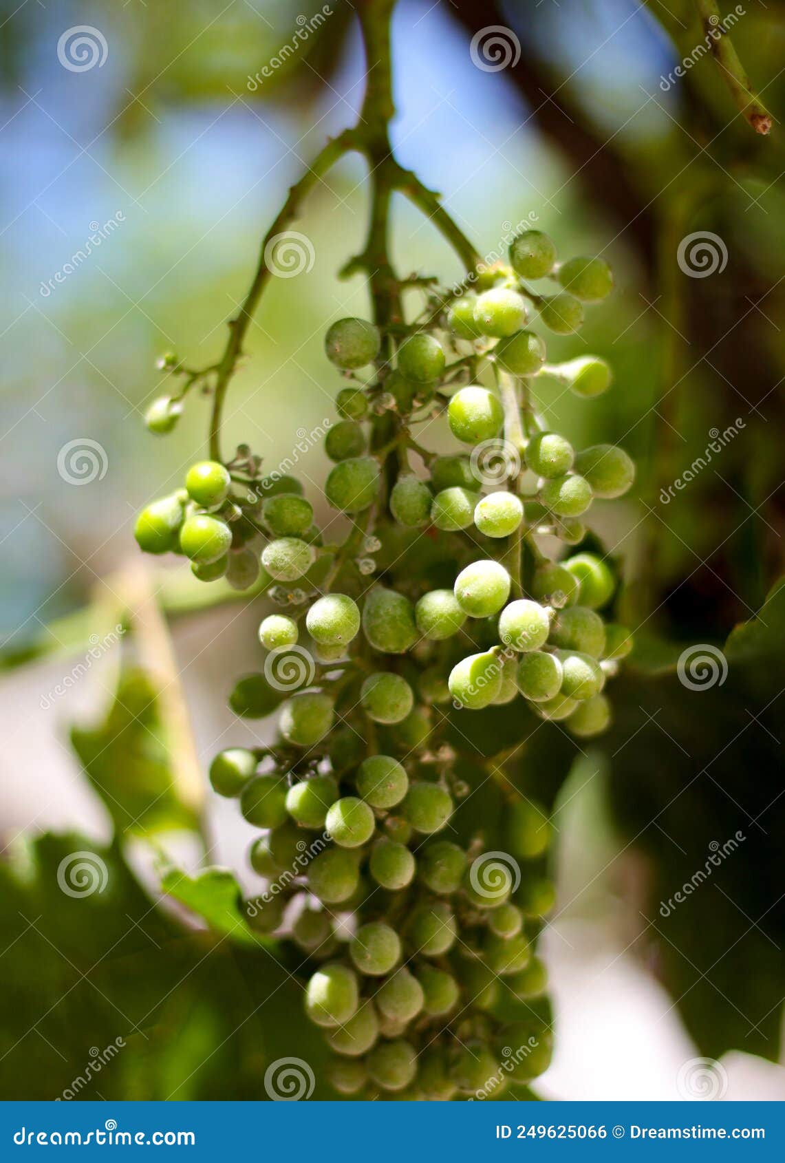 Grap attached to tree stock photo. Image of produce - 249625066