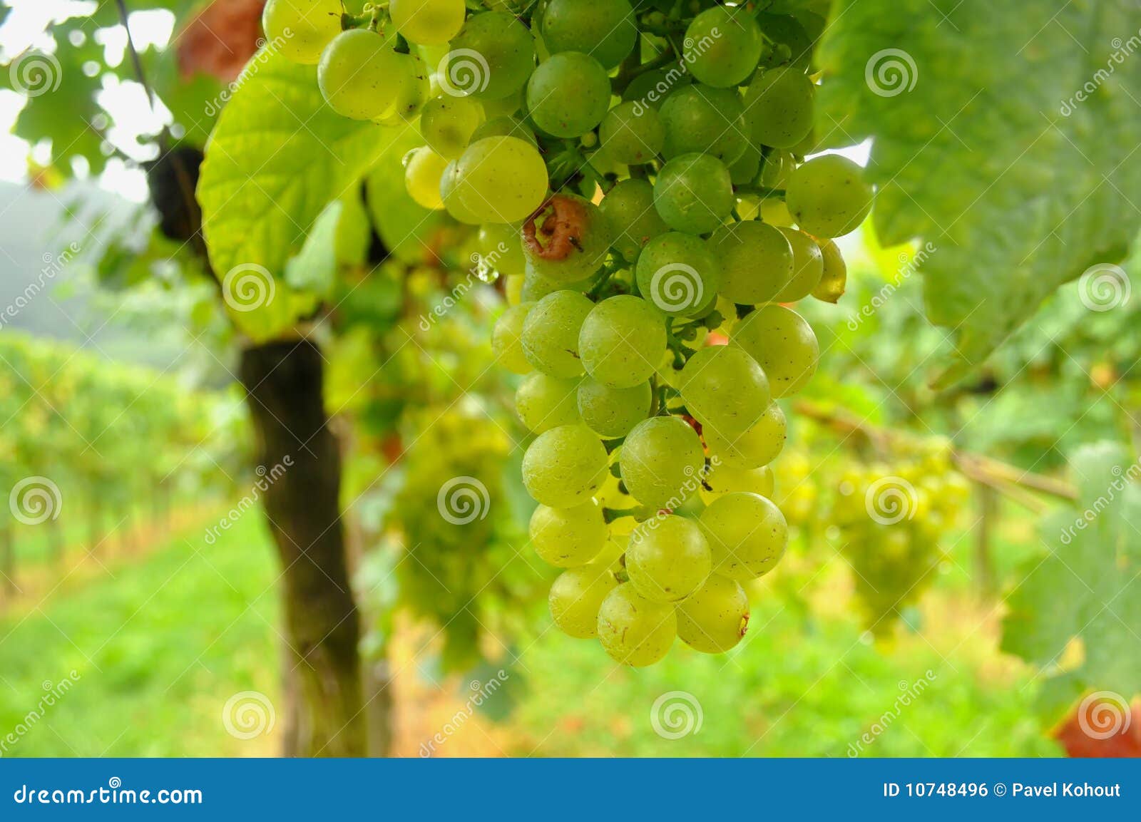 Grape stock photo. Image of botany, garden, floral, group - 10748496