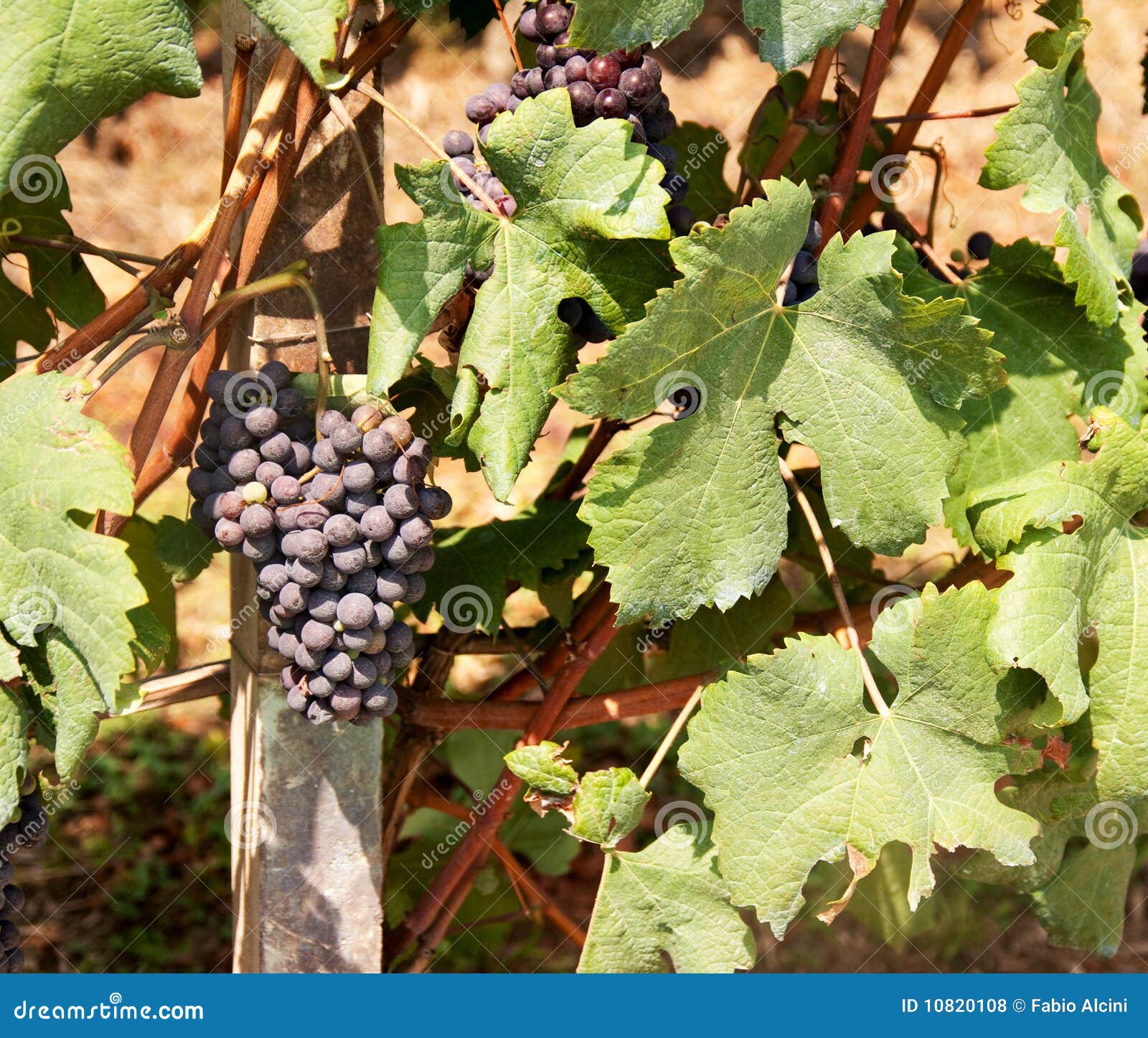 Grape stock photo. Image of beautiful, fruit, balls, healthy - 10820108