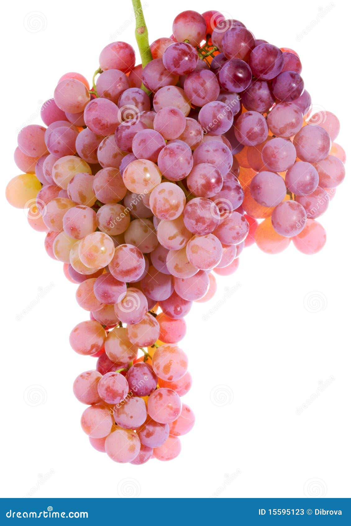 Grape stock image. Image of isolated, branch, fruit, food - 15595123