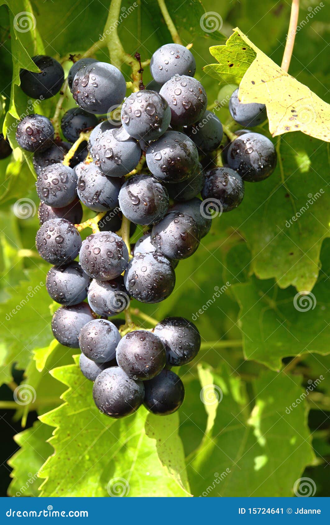 Delicious Grape stock image. Image of macro, grapevine - 15724641