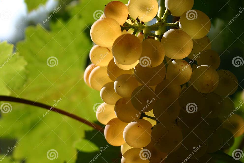 Grape stock photo. Image of vermentino, vitigno, italian - 1641742