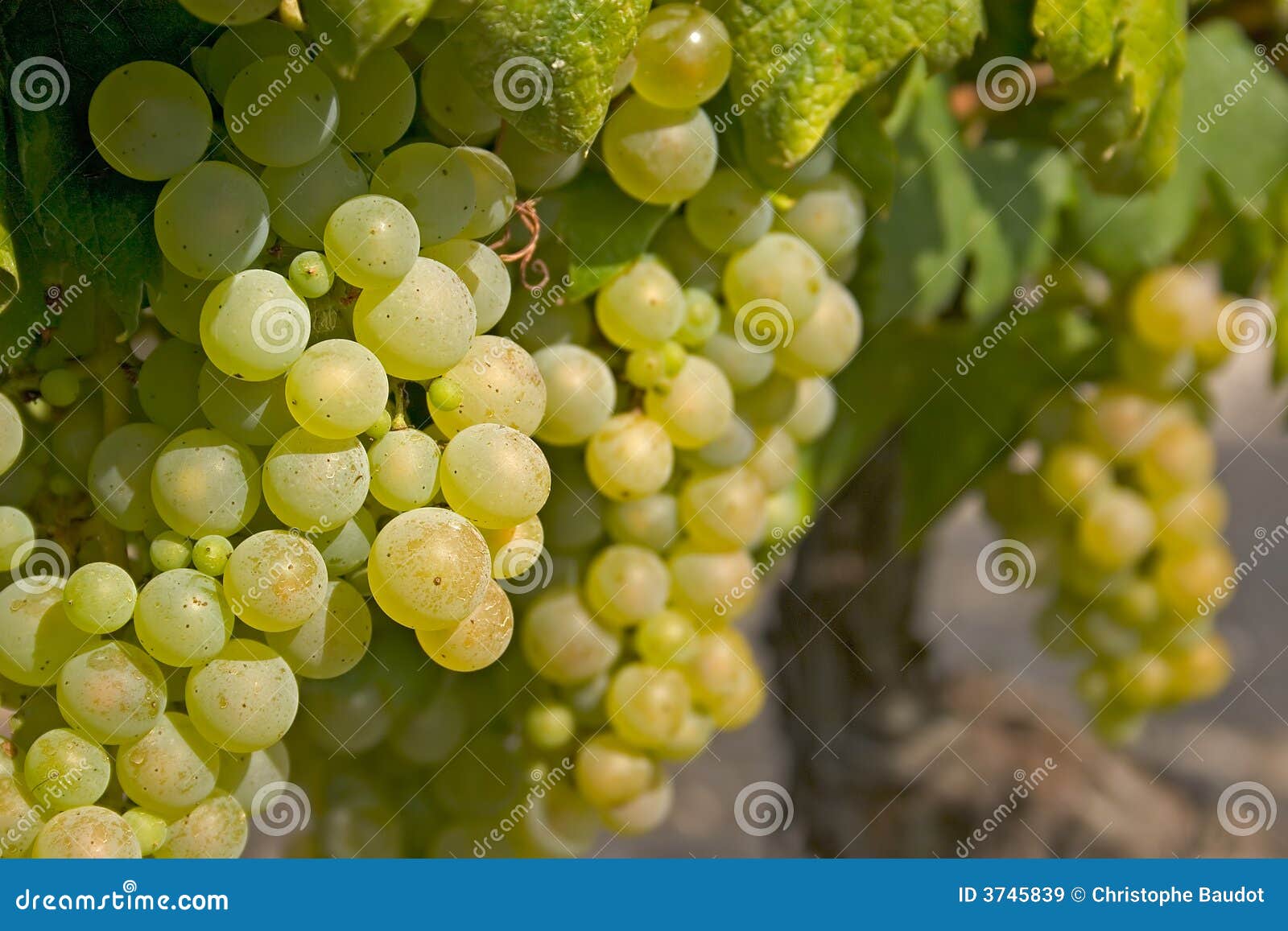 Grape stock image. Image of agriculture, cabernet, dryness - 3745839