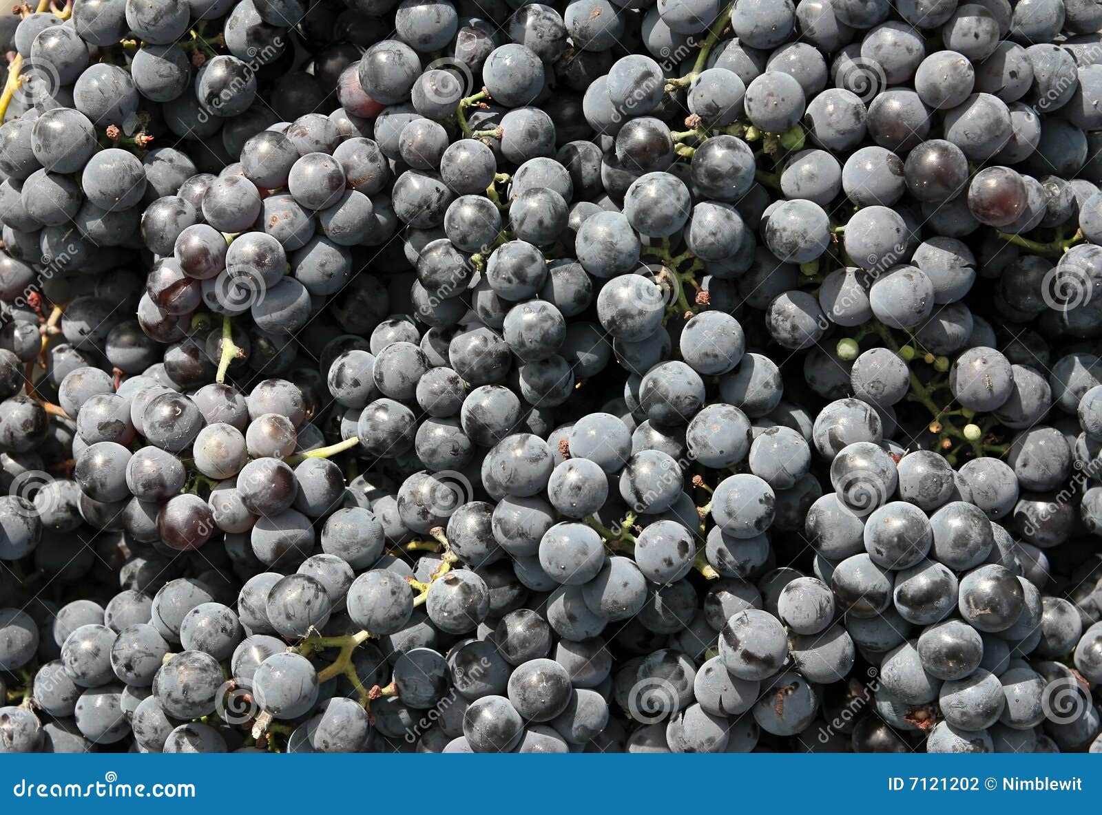 Bullace Grape Stock Photos - Free & Royalty-Free Stock Photos from ...