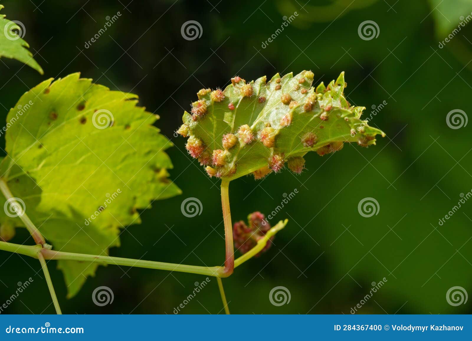 Grape Aphid Phylloxera Has Attacked Vine Leaves - a Serious ...