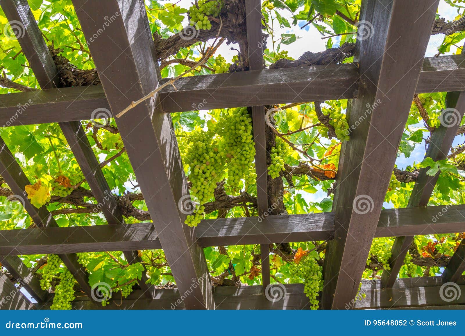 Grape Arbor stock photo. Image of california, agriculture - 95648052