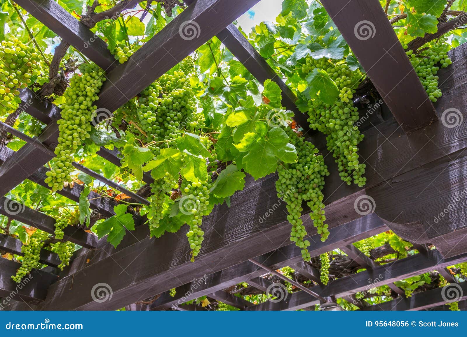 Grape Arbor stock photo. Image of aging, grapes, casks - 95648056