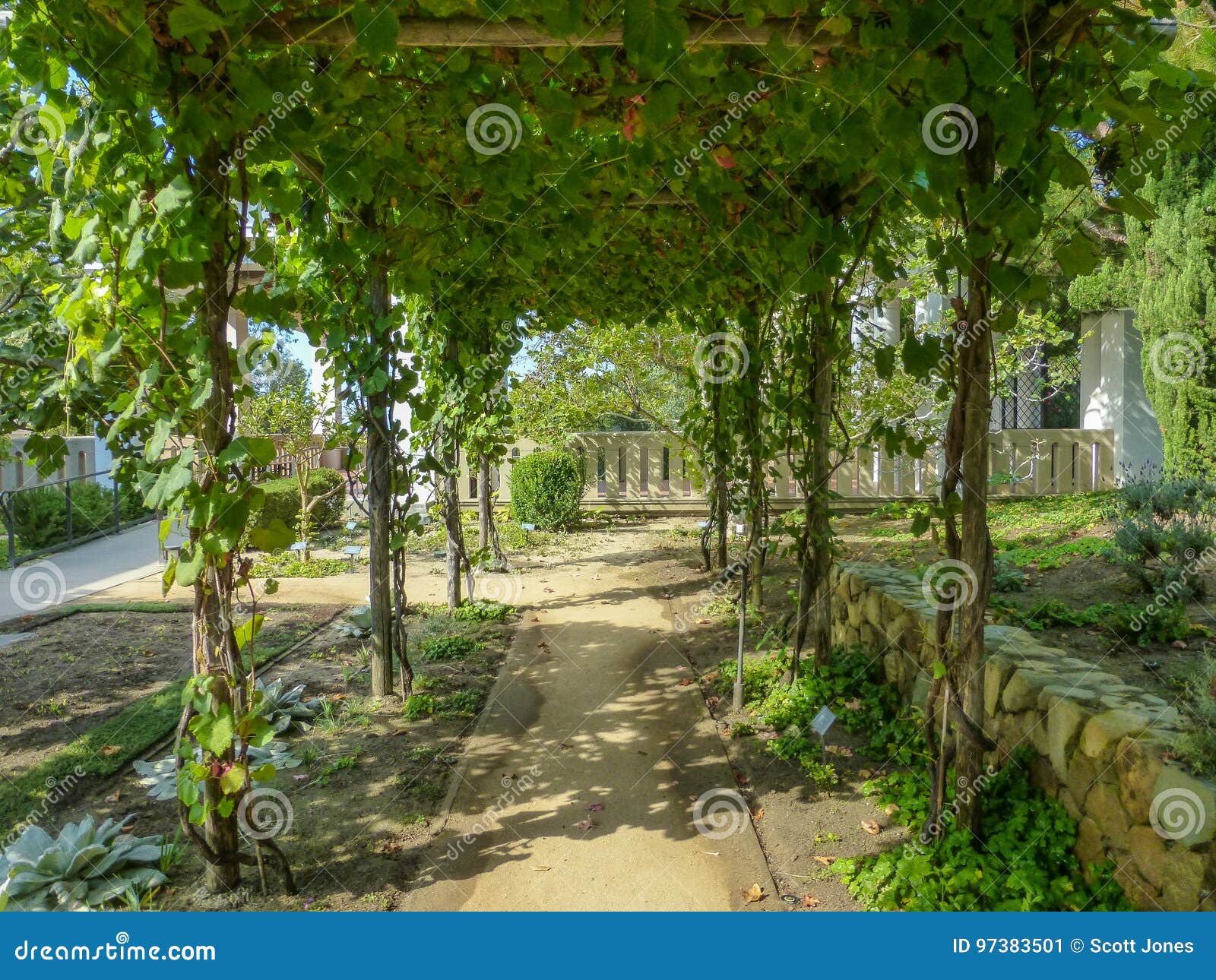 Grape Arbor stock image. Image of shrubs, grape, italian - 97383501