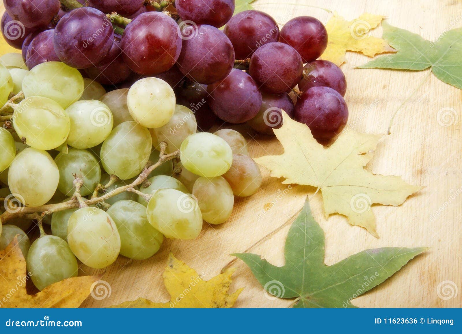 Grape in autumn stock photo. Image of colourful, yellow - 11623636