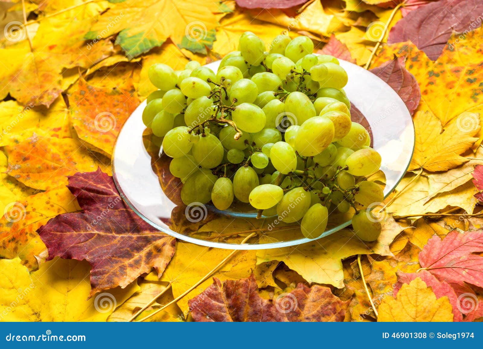 Grape on Autumn Leaves Background Stock Photo - Image of healthy ...