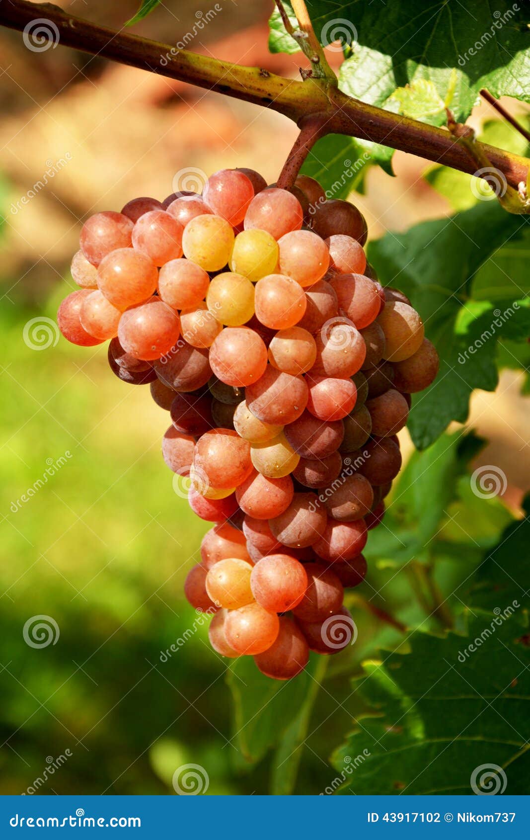 Grape stock photo. Image of growth, summer, farm, fresh - 43917102