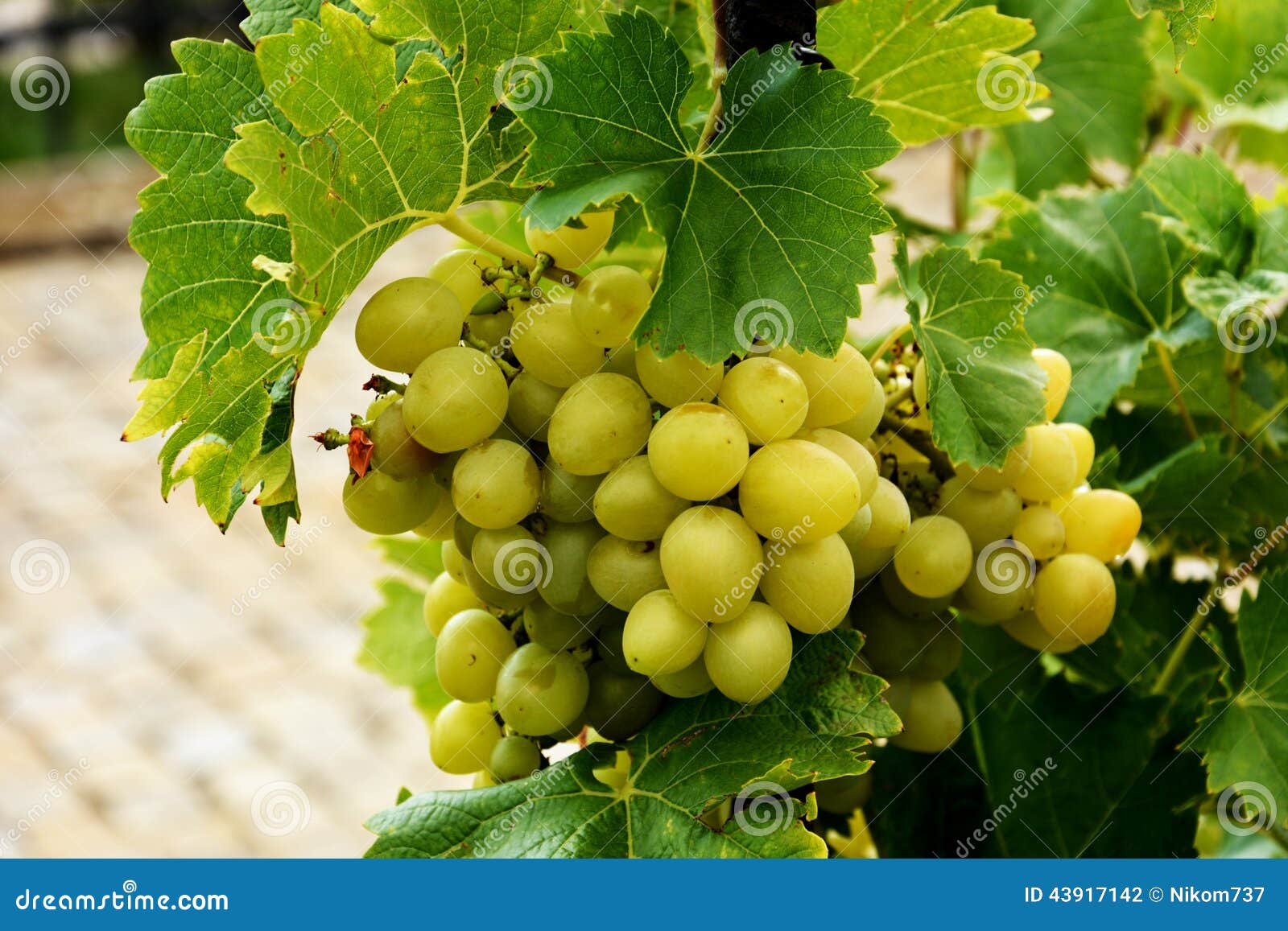 Grape stock photo. Image of berry, vine, food, healthy - 43917142