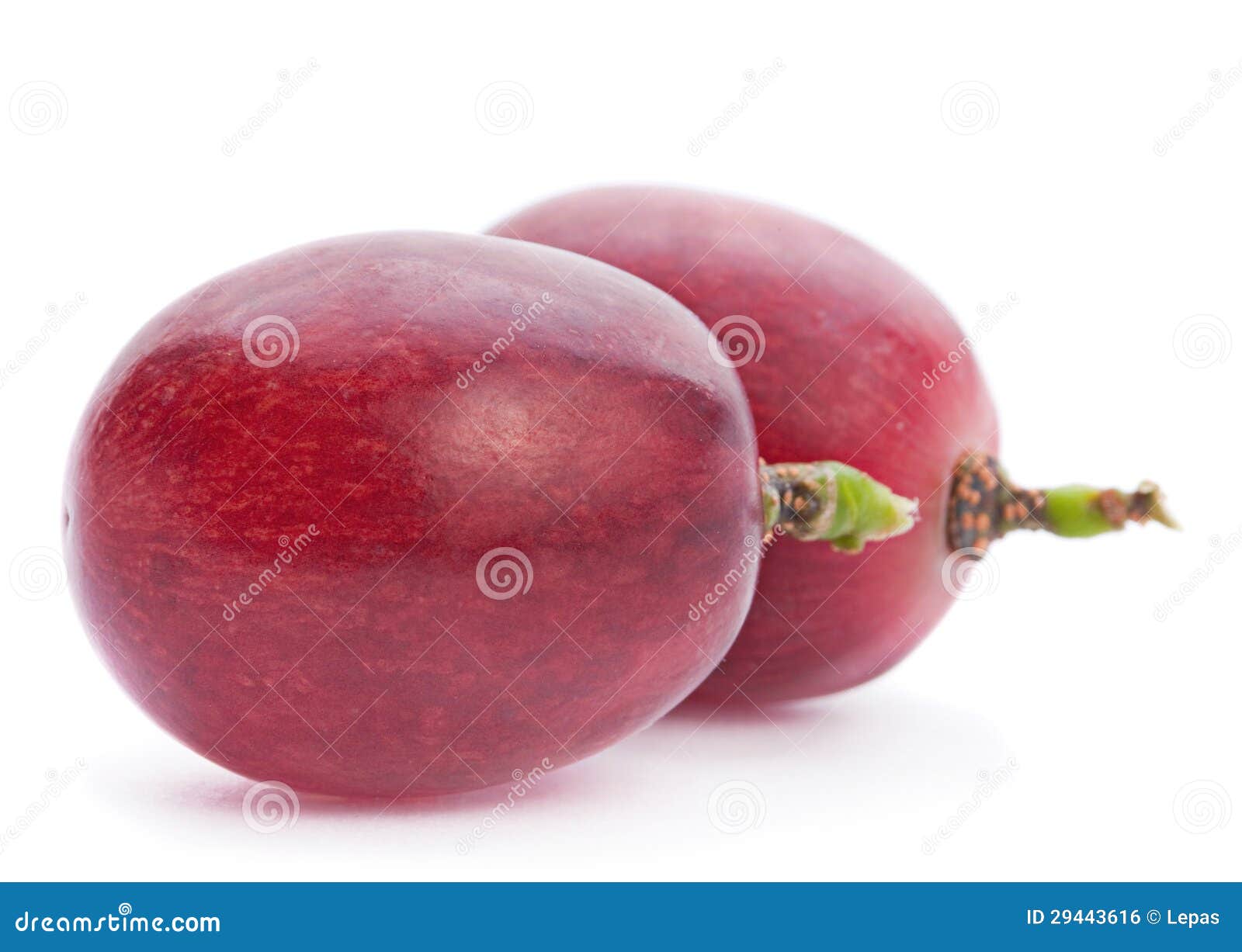 Grape berry closeup stock photo. Image of nature, sweet - 29443616
