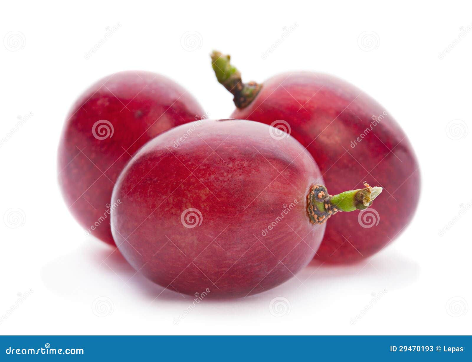 Grape berry closeup stock image. Image of nature, agriculture - 29470193