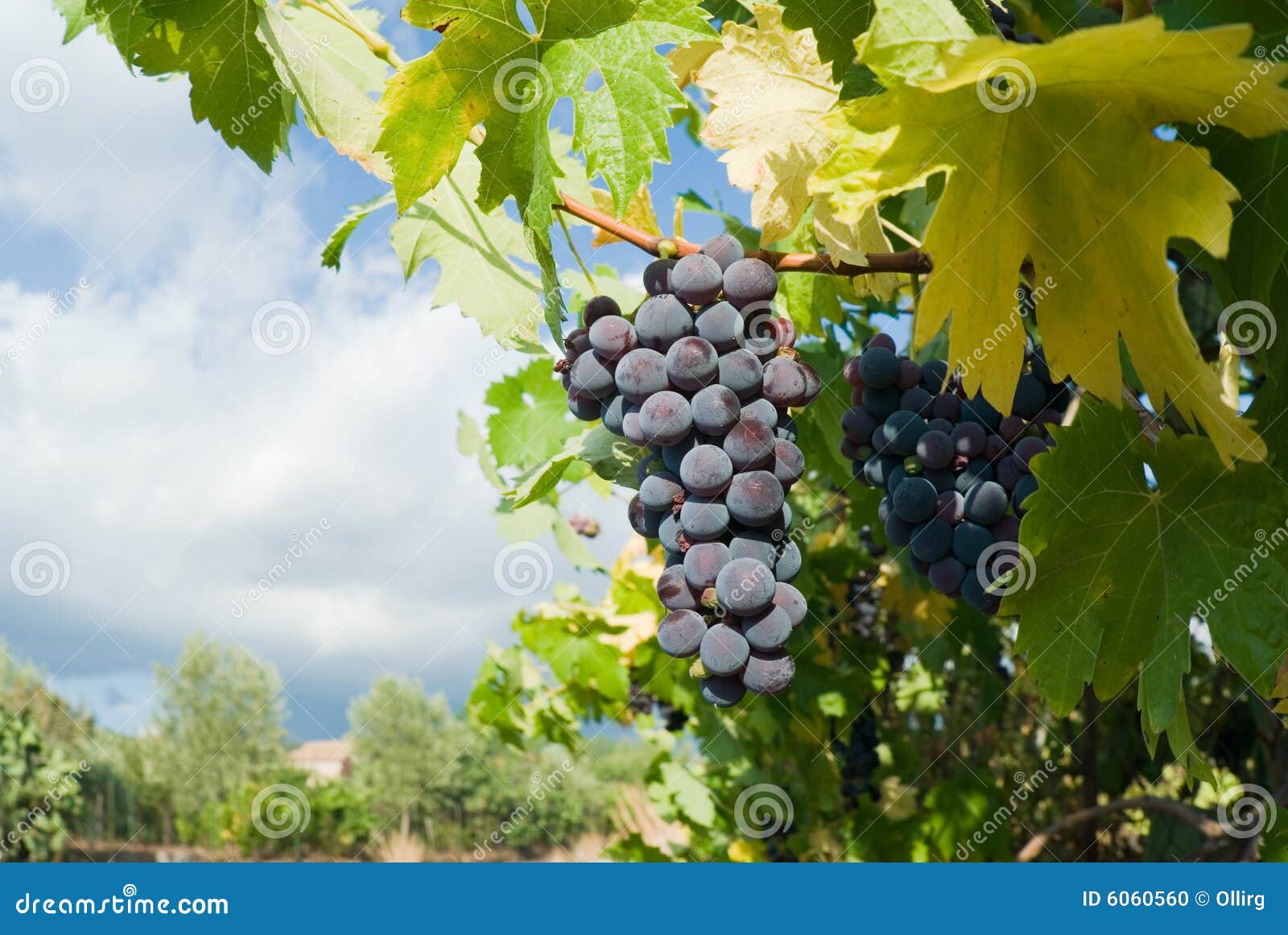 Grape of black vine stock photo. Image of grape, leaf - 6060560