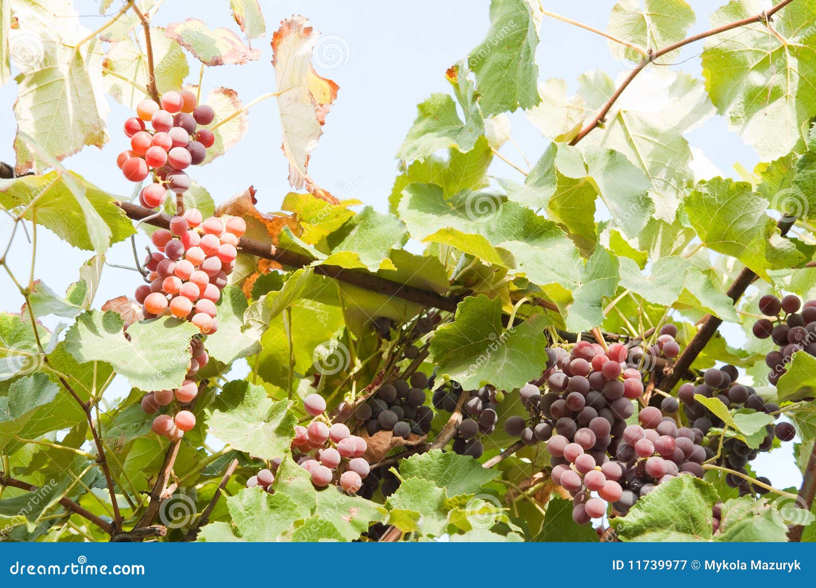 Grape on branch stock image. Image of berry, fruit, collection - 11739977