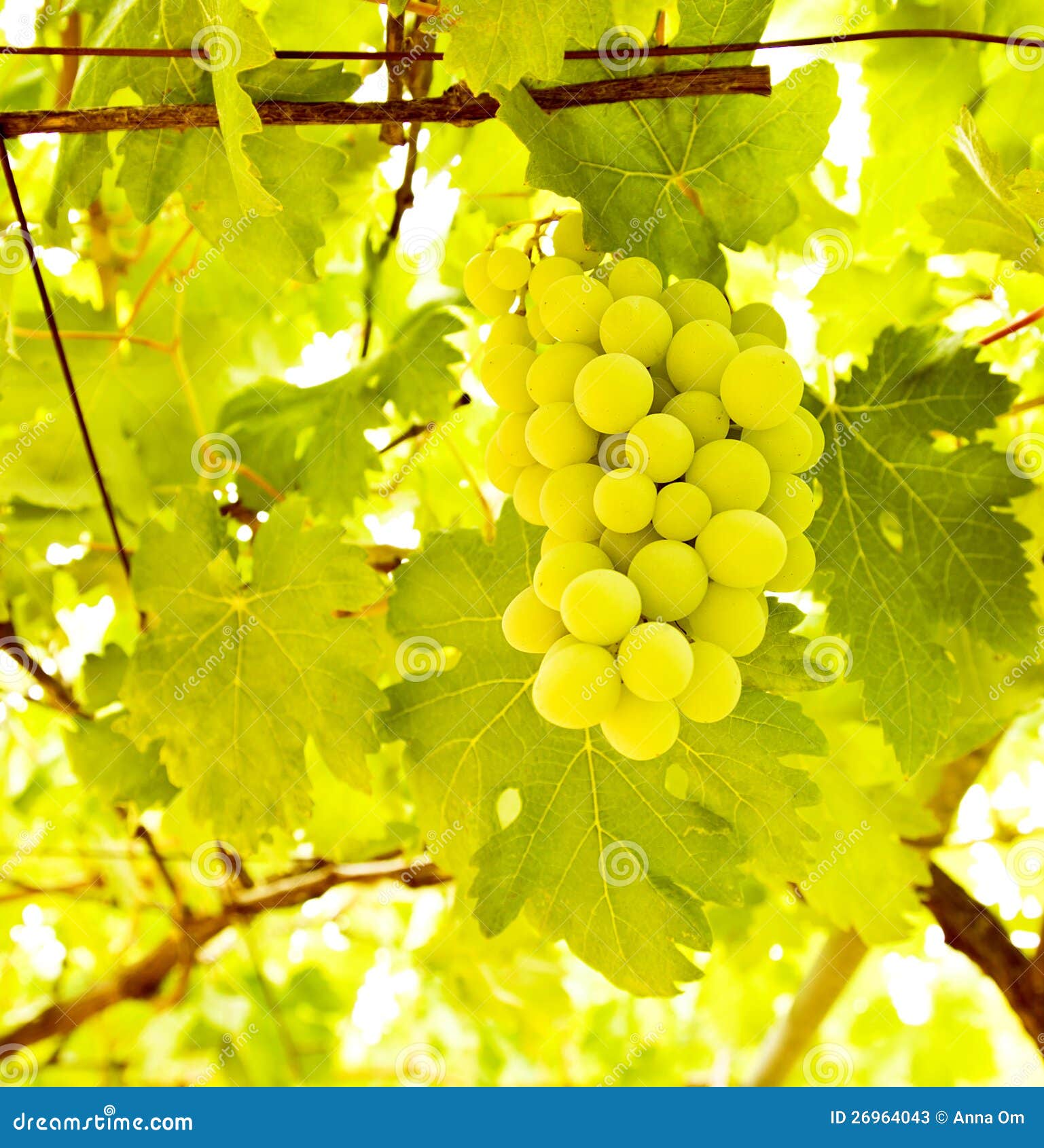 Grape branch stock image. Image of branch, fall, closeup - 26964043