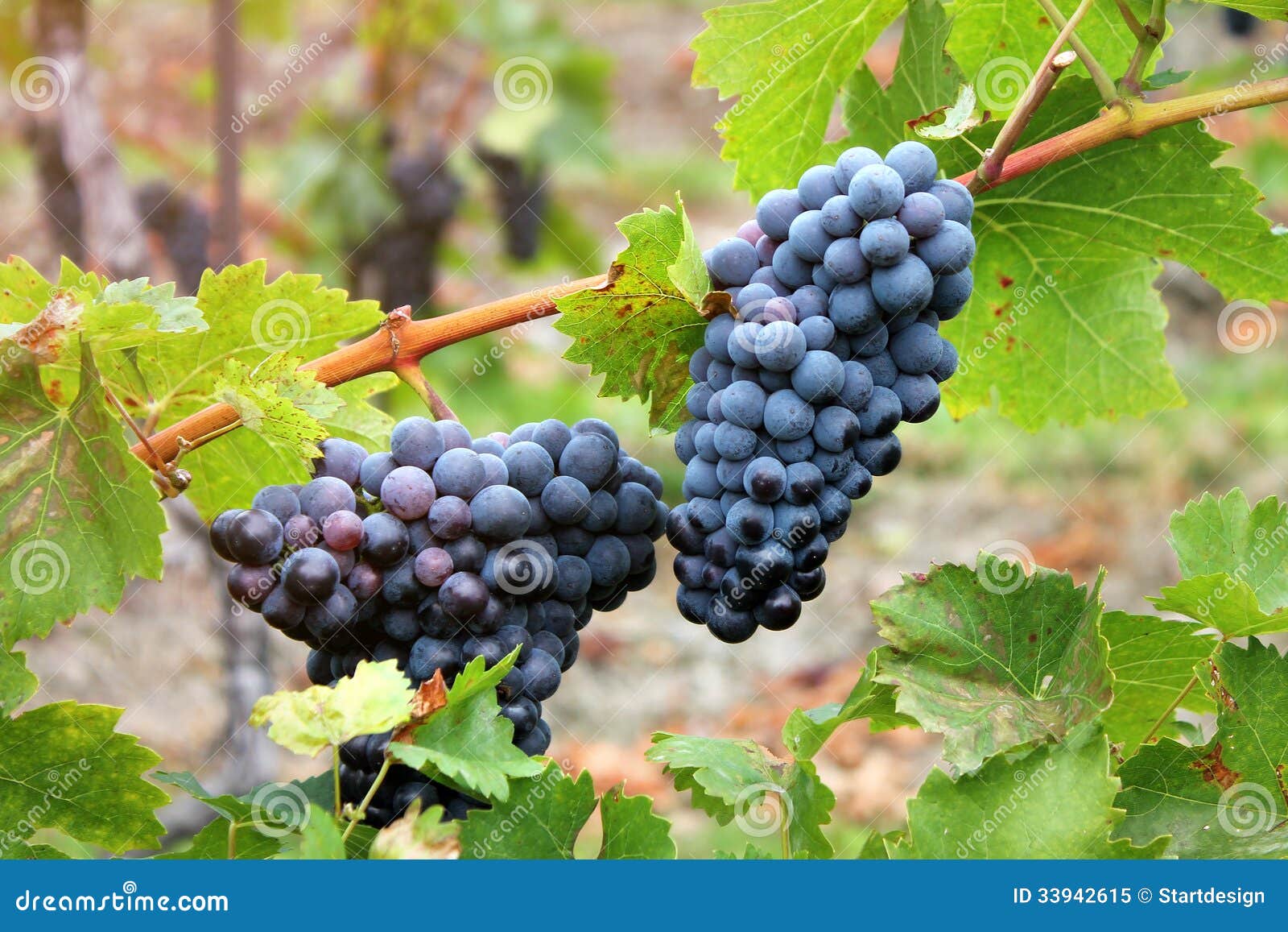 Grape Branch Picture. Image: 33942615
