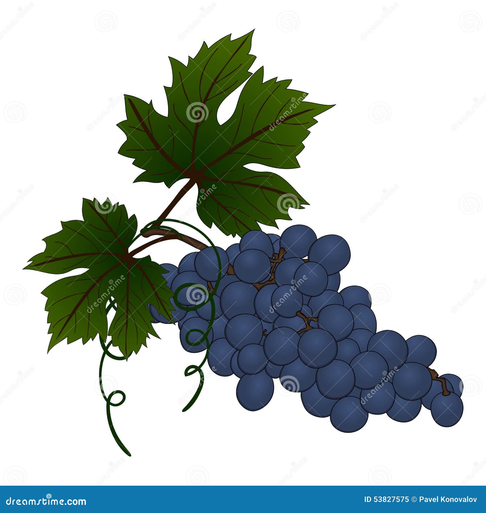 Grape Branch And Barrels Sketch Cartoon Vector | CartoonDealer.com ...
