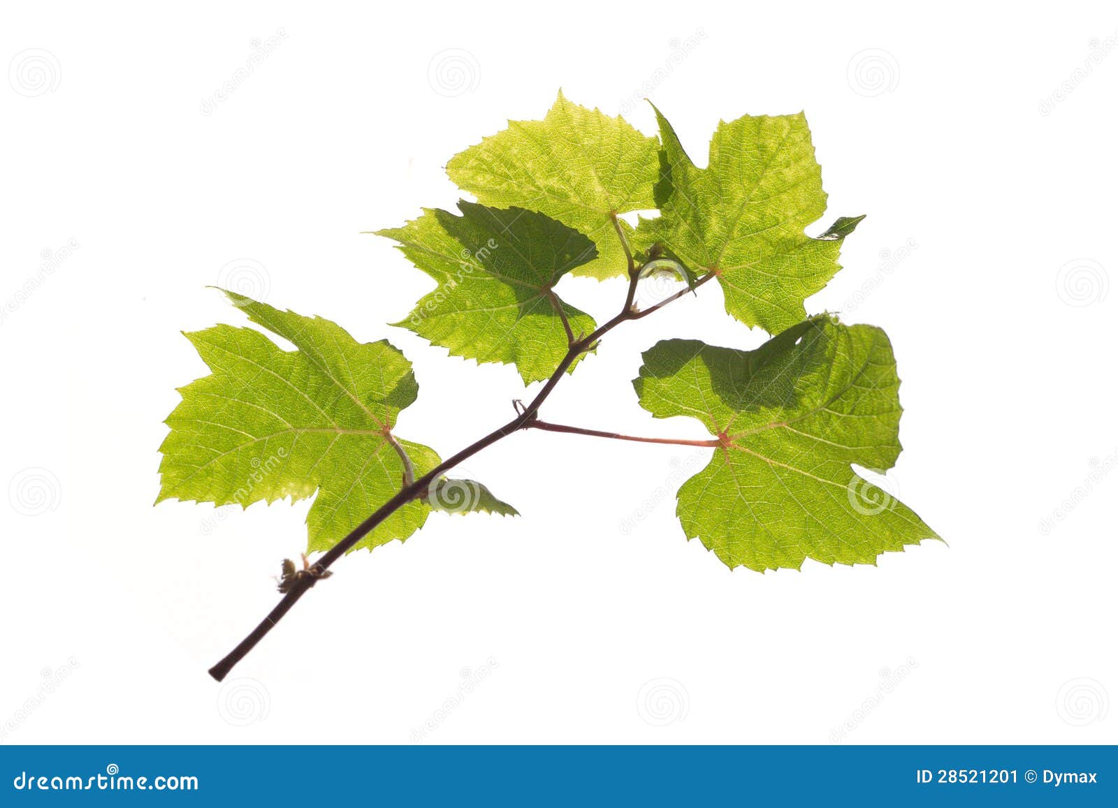 Grape branch isolated stock image. Image of still, flora - 28521201