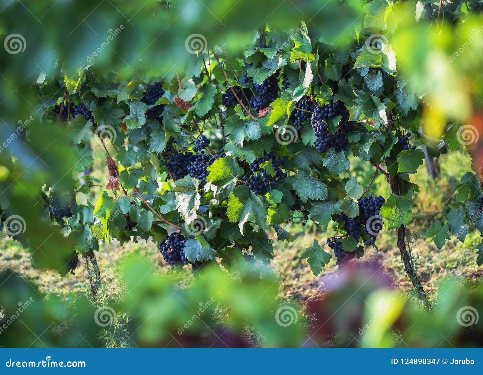 Grape on Branch in Vineyard Stock Image - Image of italy, fruit: 124890347