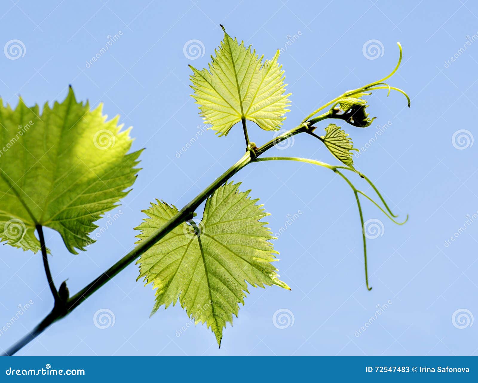 Grape Branch with Young Leaves Stock Image - Image of agriculture, lush ...