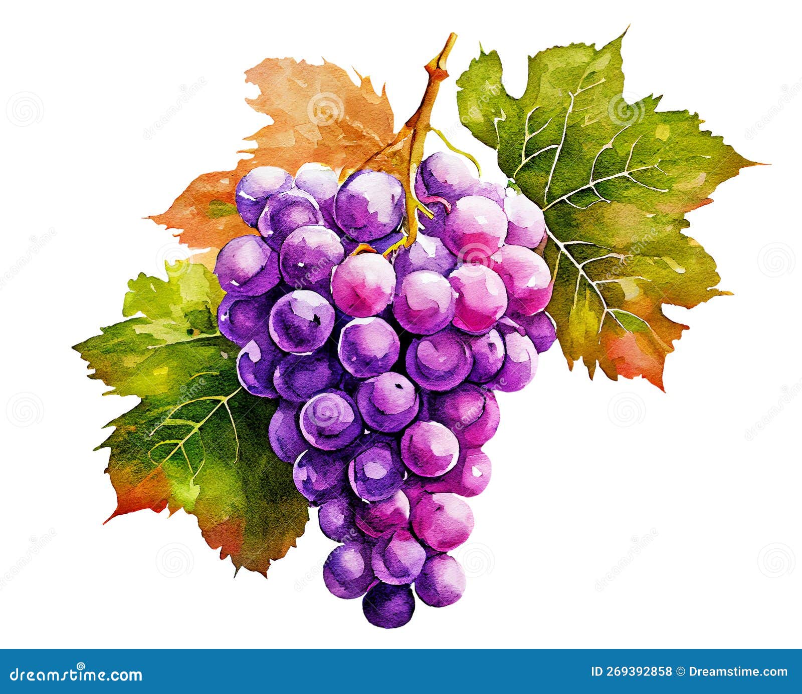 Grape Branches And Wine Barrel Isolated On White Background. Cartoon ...