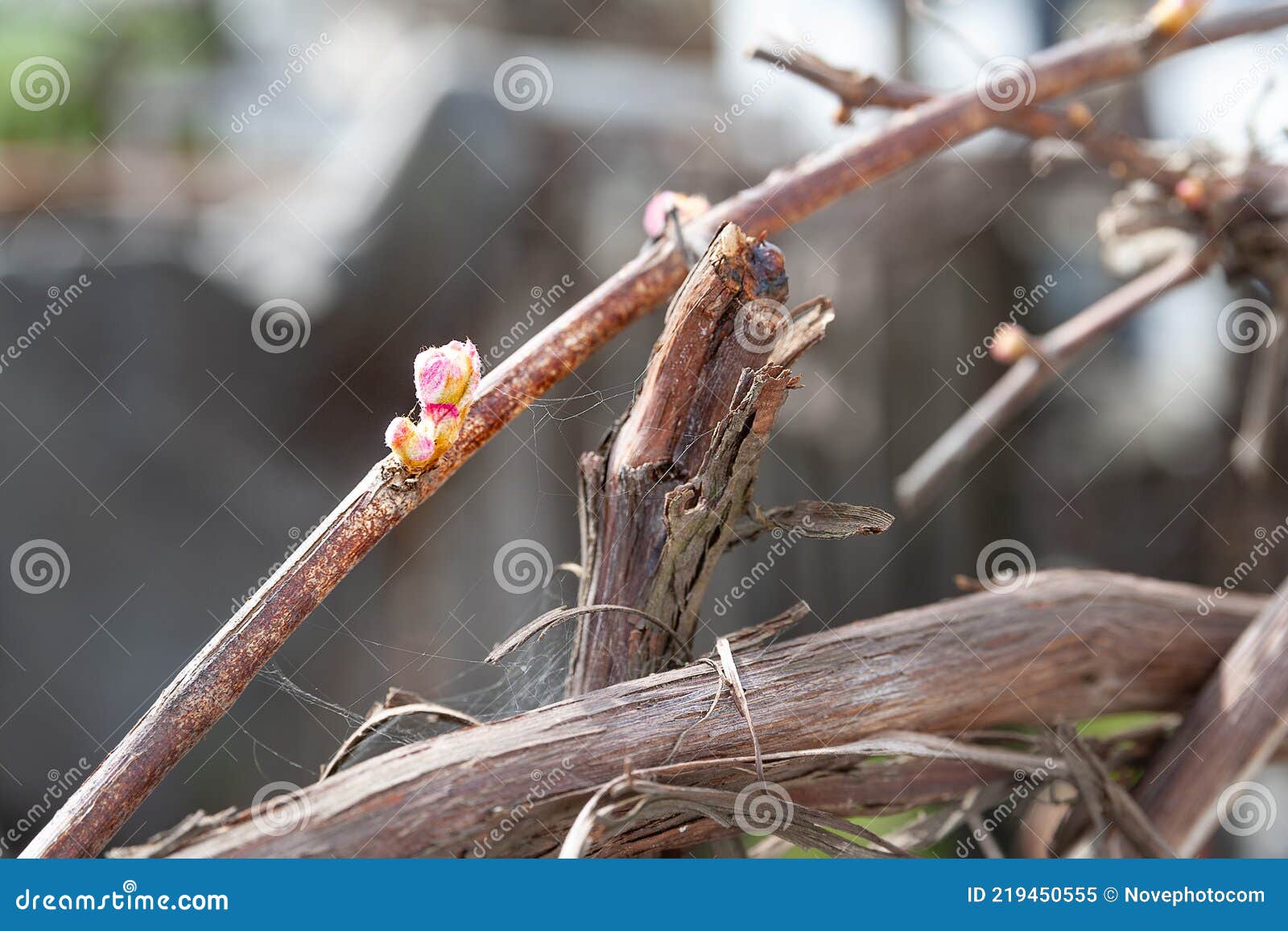 Grape Bud. Close-up of the Beginning of Blooming Grape Flowers in ...