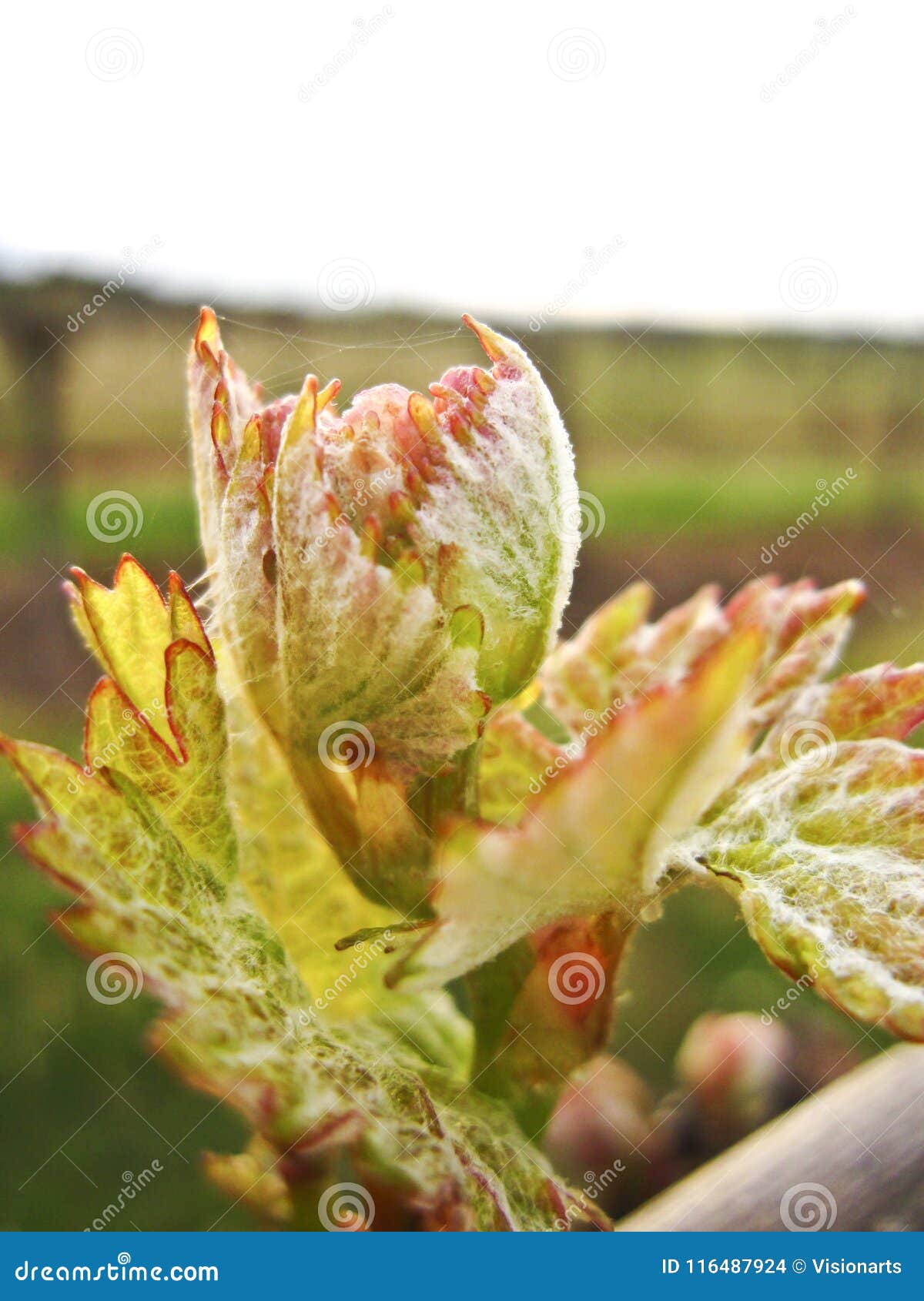 Grape Bud Cluster Close Up on Grapevine Stock Photo - Image of ...