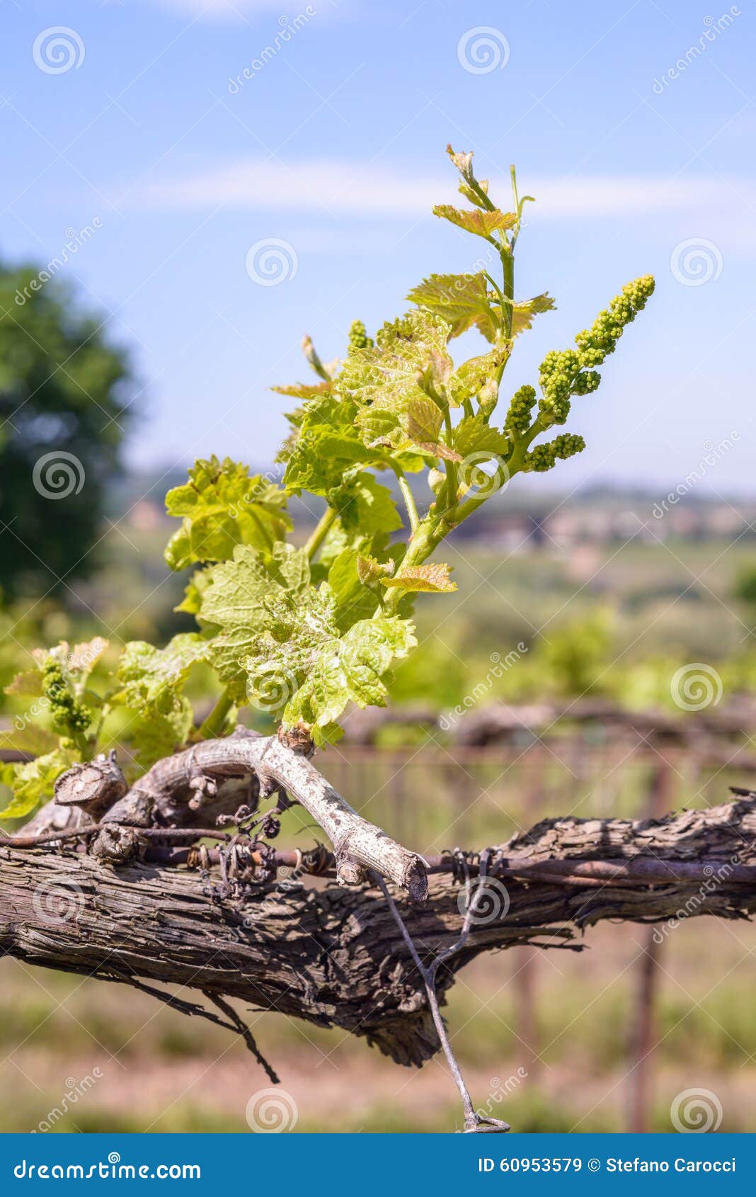 Grape bud stock image. Image of viticulture, valley, wine - 60953579