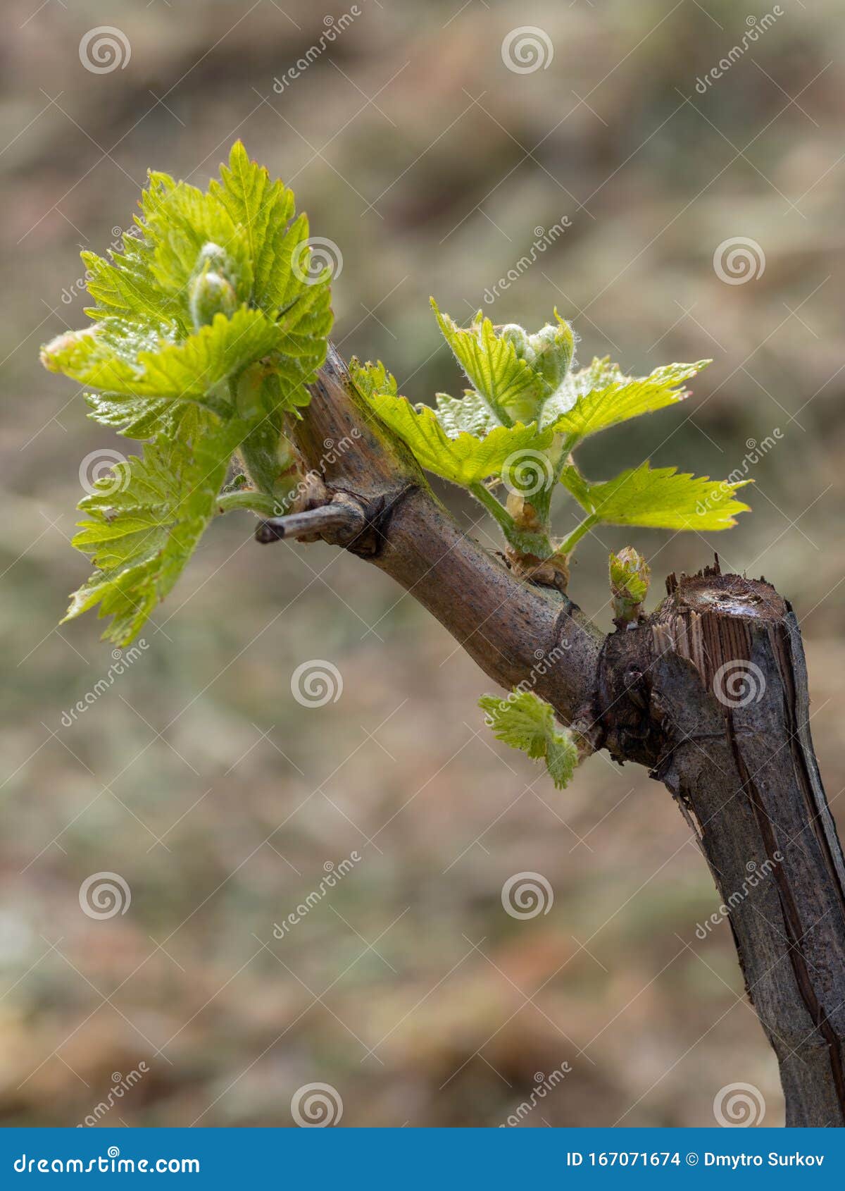 Early Spring Grape Vine Buds Stock Photo - Image of focus, sprout ...