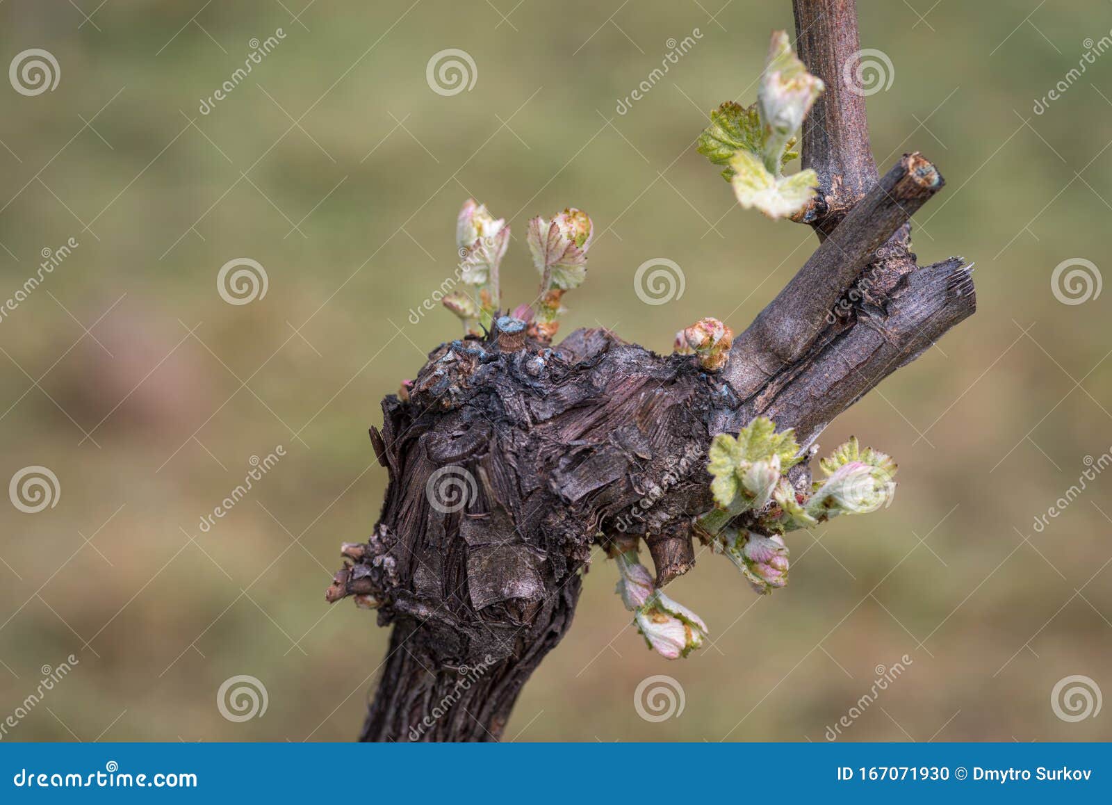 Early Spring Grape Vine Buds Stock Photo - Image of buds, spring: 167071930