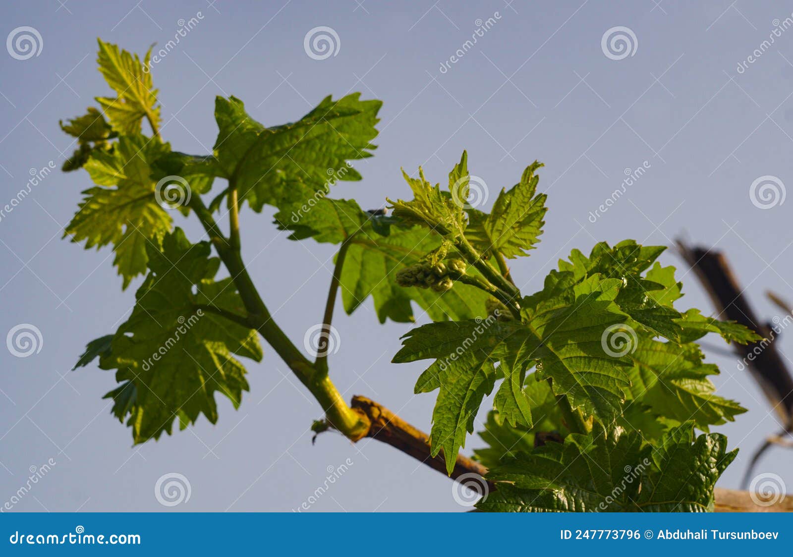 Grape buds stock photo. Image of foliage, winery, fresh - 247773796